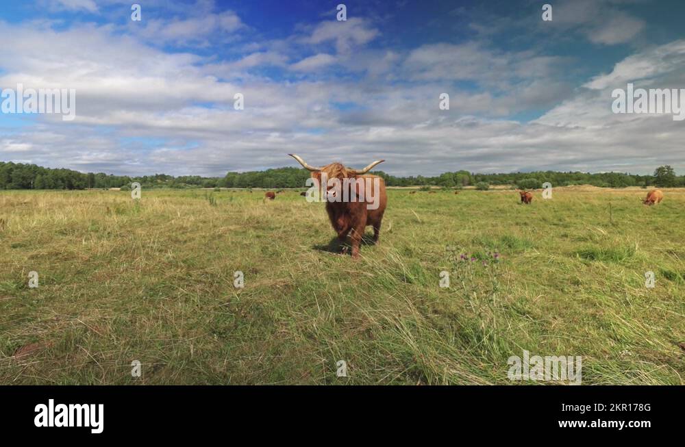 Highland cattle bull Stock Videos & Footage - HD and 4K Video Clips - Alamy