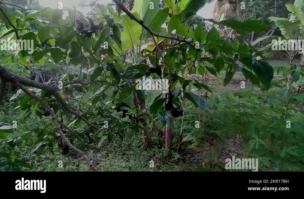 Itching plant Stock Videos & Footage - HD and 4K Video Clips - Alamy