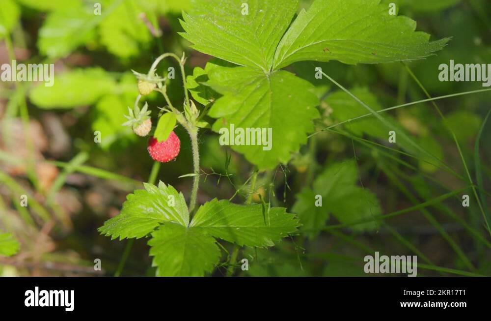 European wild strawberry leaves Stock Videos & Footage - HD and 4K ...
