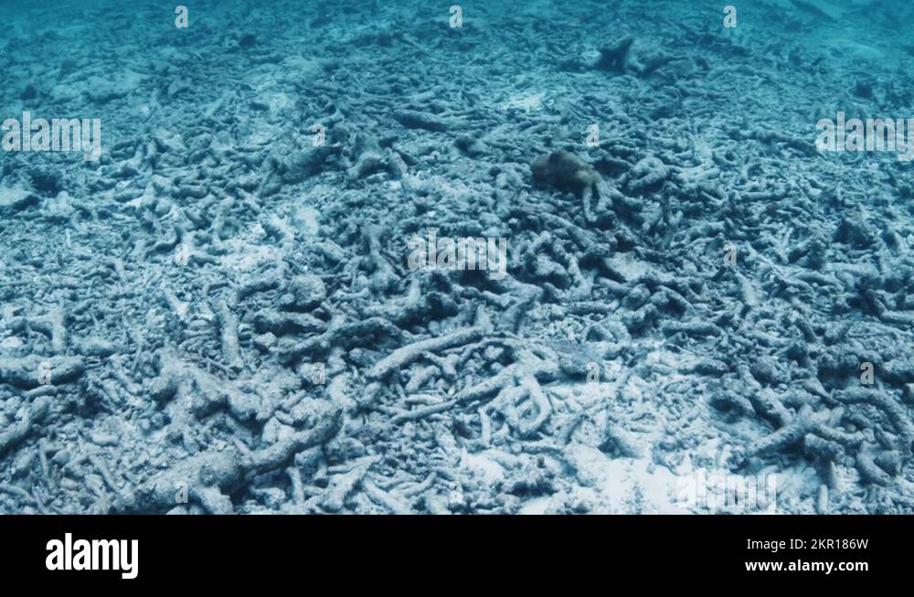 Dead coral in the maldives Stock Videos & Footage - HD and 4K Video ...