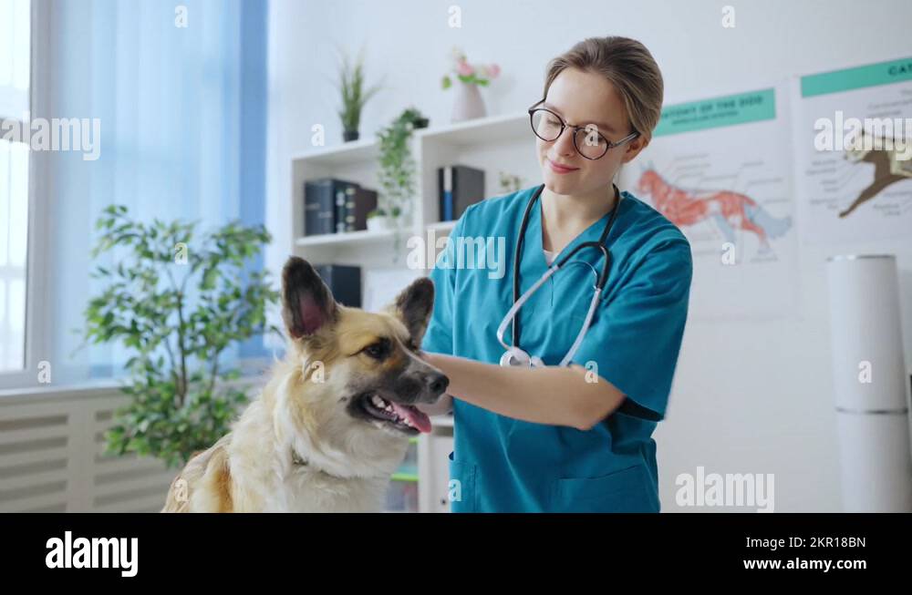 Animal health check Stock Videos & Footage - HD and 4K Video Clips - Alamy