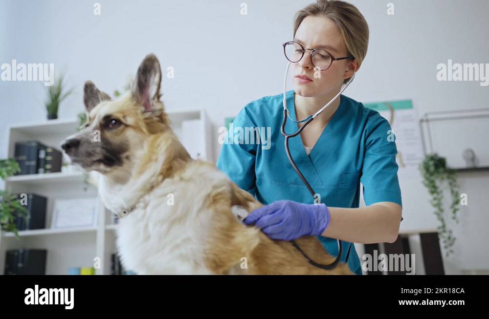 Animal doctor checking dog's lungs using stethoscope, pet care, vet ...