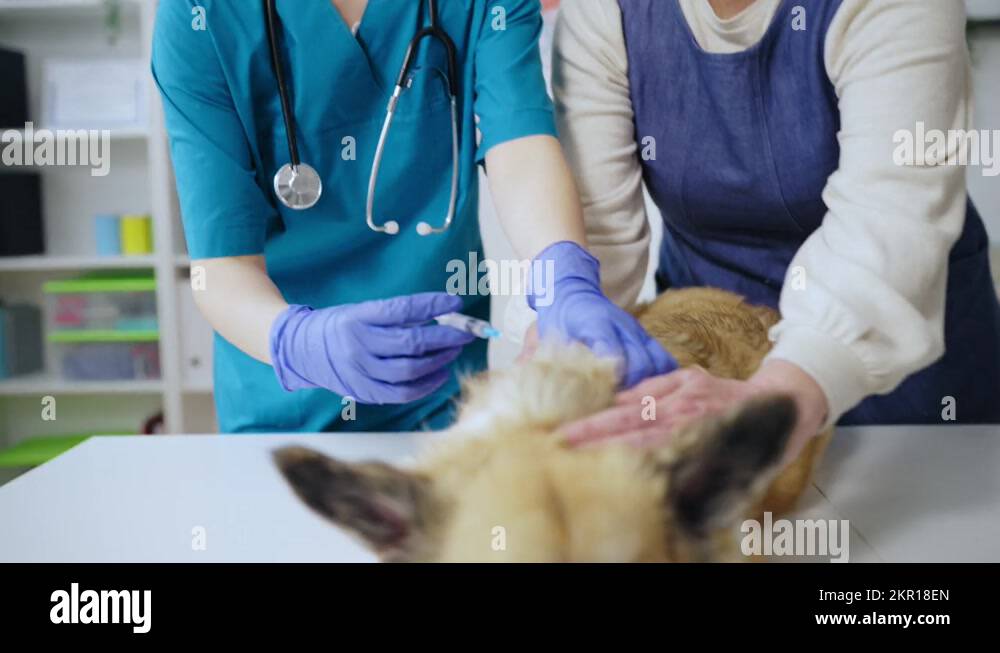 Animal doctor injection Stock Videos & Footage - HD and 4K Video Clips ...