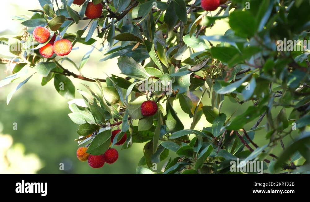 Europe flora Stock Videos & Footage - HD and 4K Video Clips - Alamy