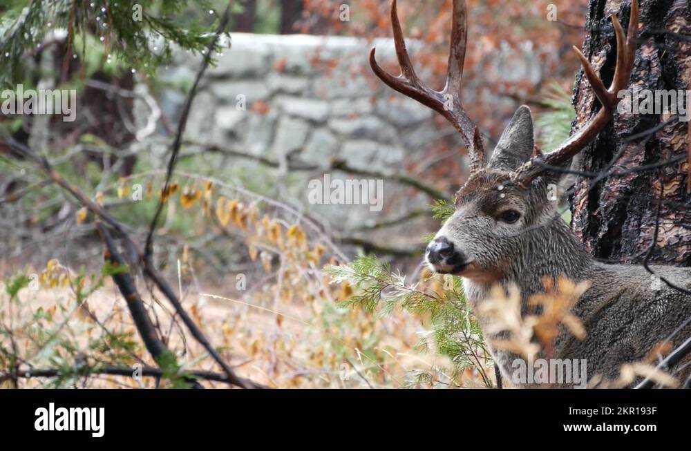 Face fauna Stock Videos & Footage - HD and 4K Video Clips - Alamy