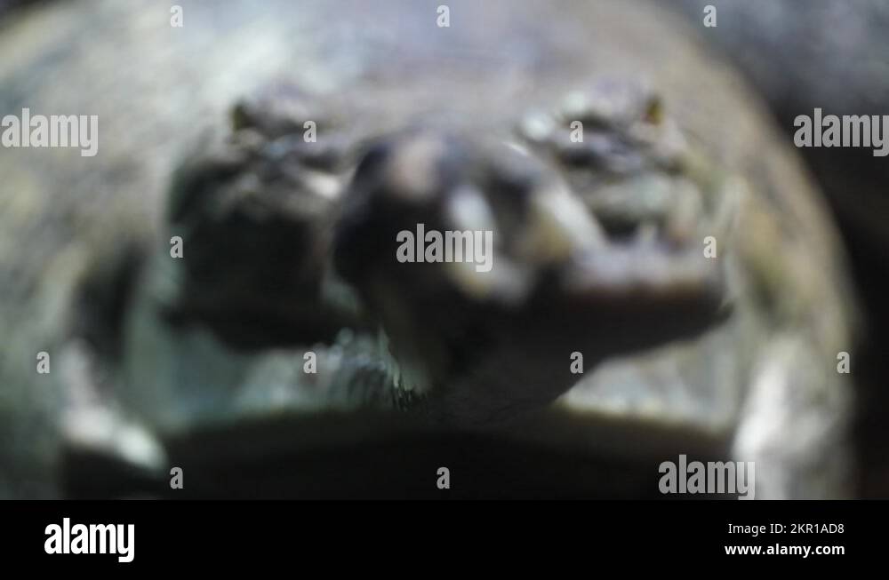 Crocodile snout and teeth Stock Videos & Footage - HD and 4K Video ...