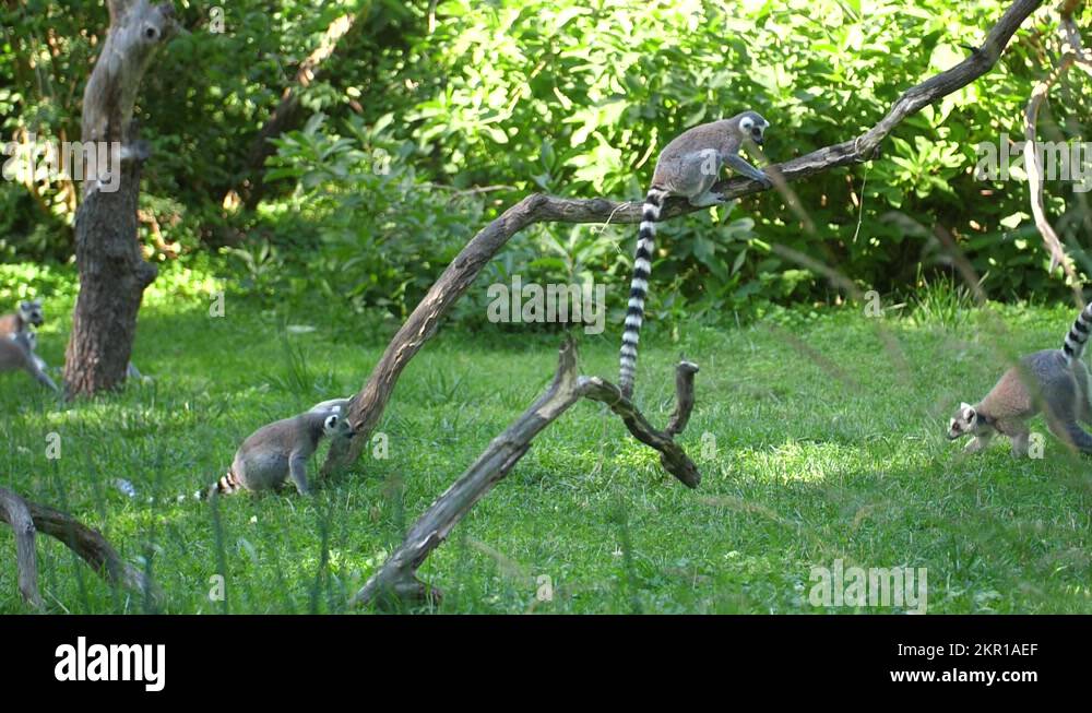 Jumping lemurs Stock Videos & Footage - HD and 4K Video Clips - Alamy