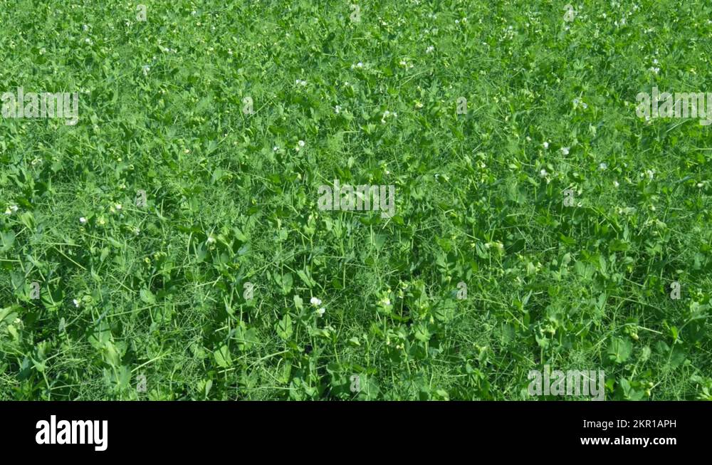 Field pea Stock Videos & Footage - HD and 4K Video Clips - Alamy