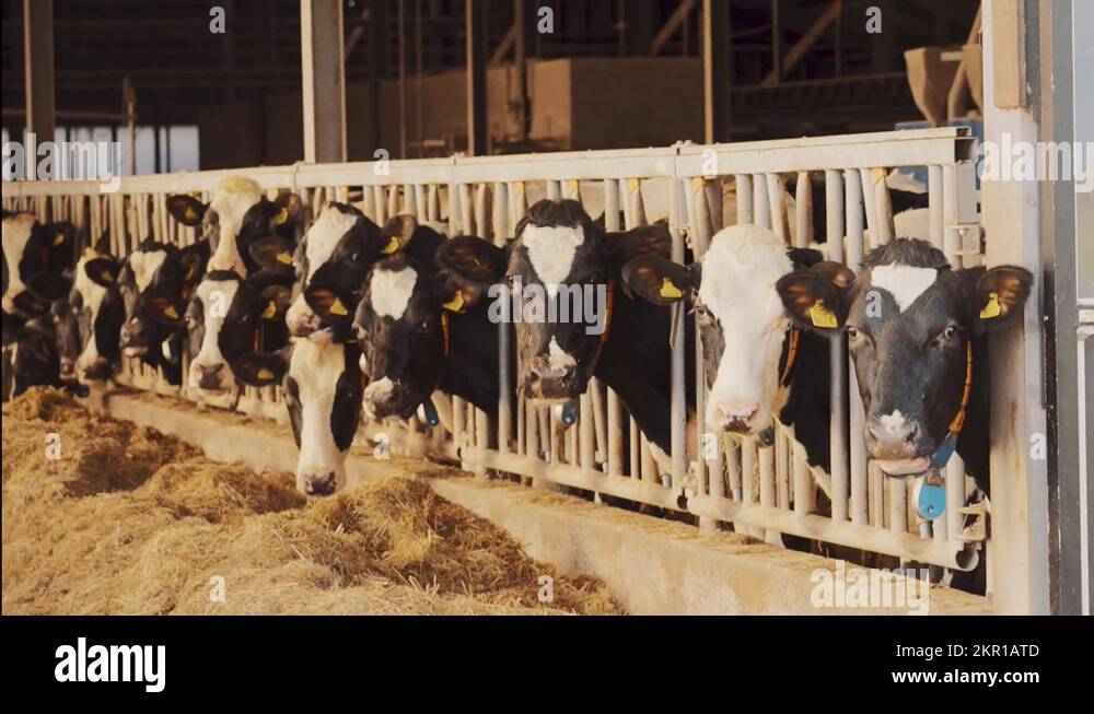 Dairy cows milk farm fodder Stock Videos & Footage - HD and 4K Video ...