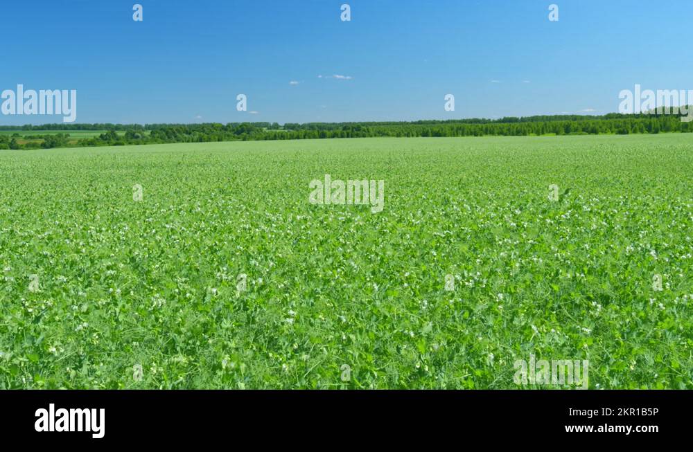 Commercial field of flowers Stock Videos & Footage - HD and 4K Video ...