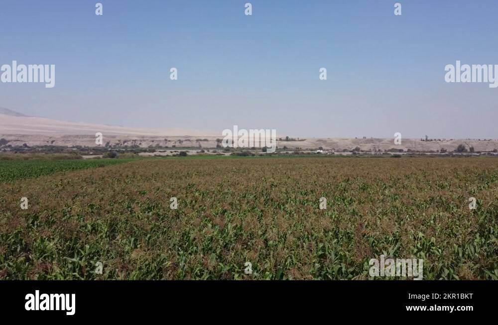 Drone footage of a big corn field. Tall corn plants go on into the ...