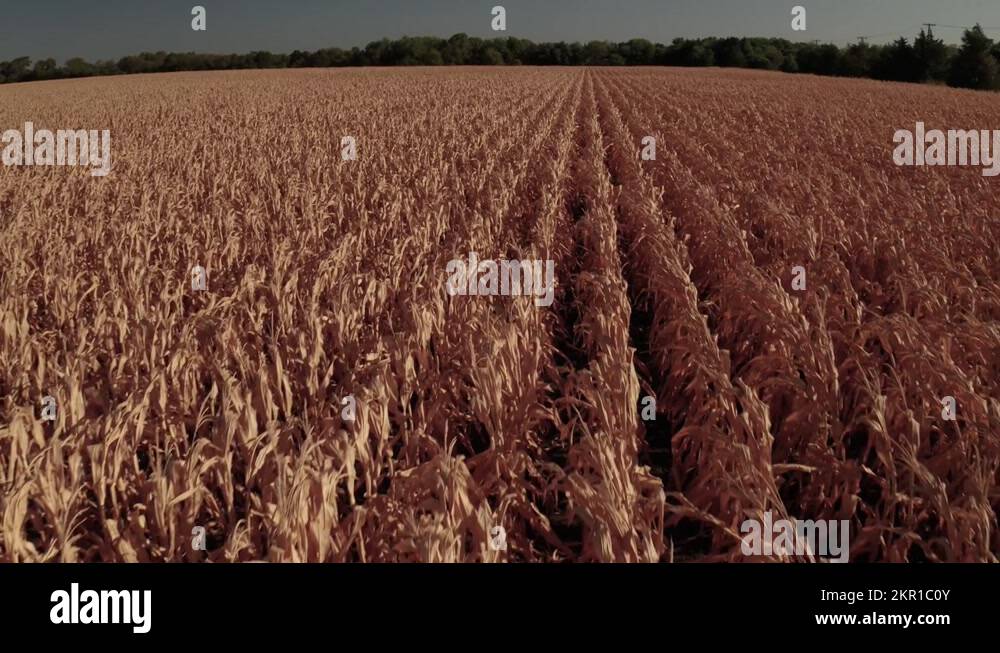 Crops destroyed by heat Stock Videos & Footage - HD and 4K Video Clips ...