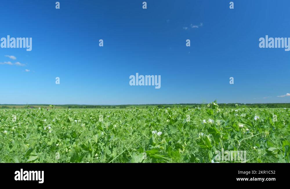 Young shoots and flowers in a field of green peas. Pea field in spring ...