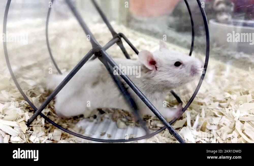 Human hamster cage Stock Videos & Footage - HD and 4K Video Clips - Alamy