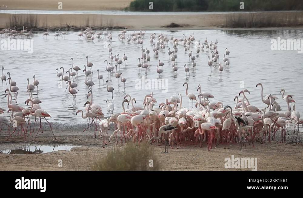 Colony of greater flamingos at Al Wathba Wetland Reserve, Abu Dhabi ...