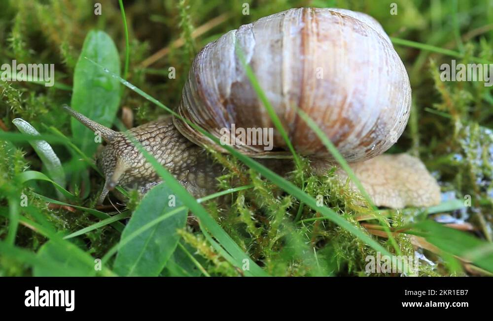 Snail habitat Stock Videos & Footage - HD and 4K Video Clips - Alamy