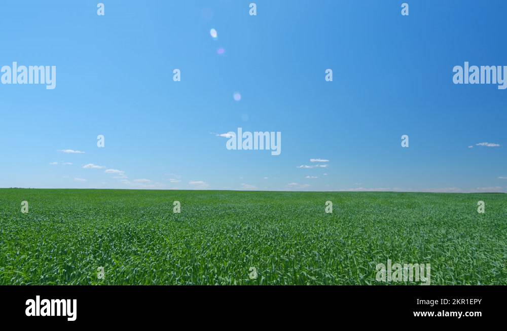 Green grass swaying in wind. Slow motion of grass blades are waving ...