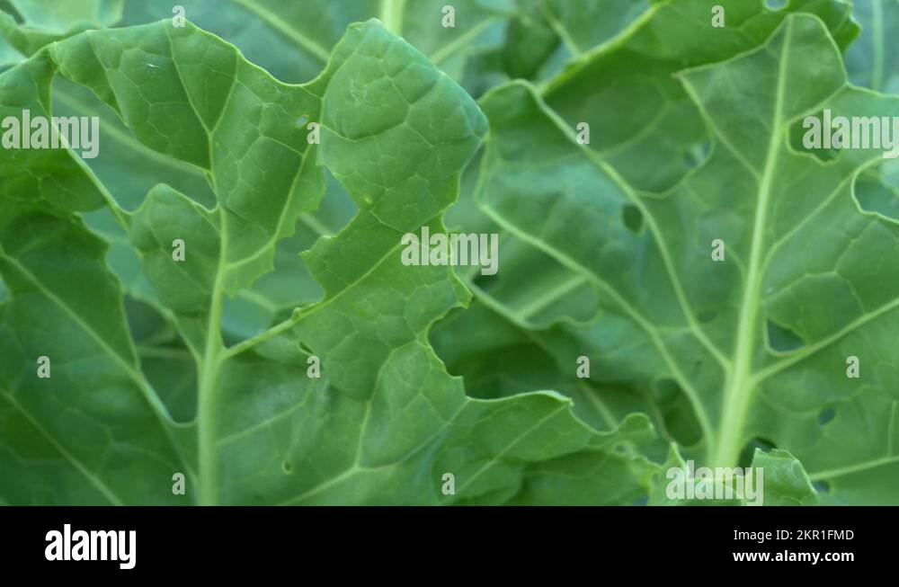 Vegetable parasite Stock Videos & Footage - HD and 4K Video Clips - Alamy