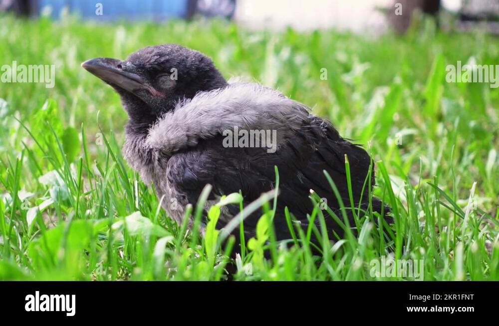 Baby bird fell out of nest Stock Videos & Footage - HD and 4K Video ...