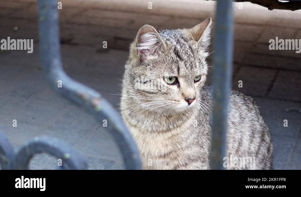 Ground sniffing Stock Videos & Footage - HD and 4K Video Clips - Alamy