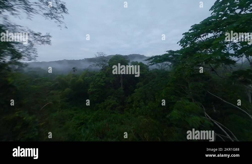 Daring FPV drone flight through misty Amazon rainforest tree canopy Stock Video Footage - Alamy