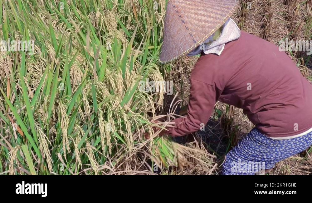 Balinese rice harvest Stock Videos & Footage - HD and 4K Video Clips ...