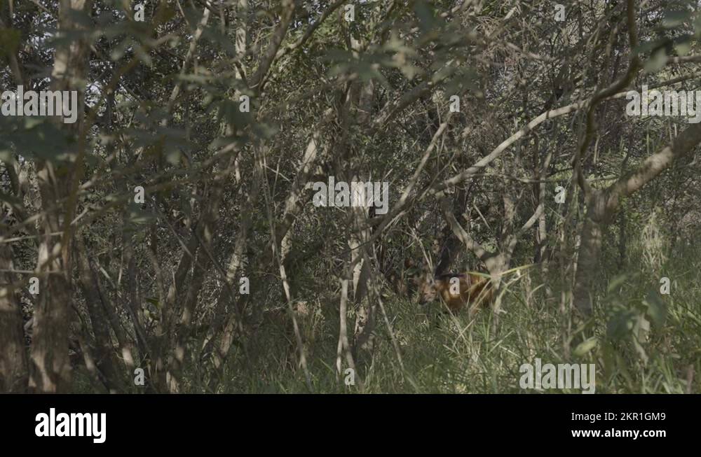 Maned wolf Stock Videos & Footage - HD and 4K Video Clips - Alamy