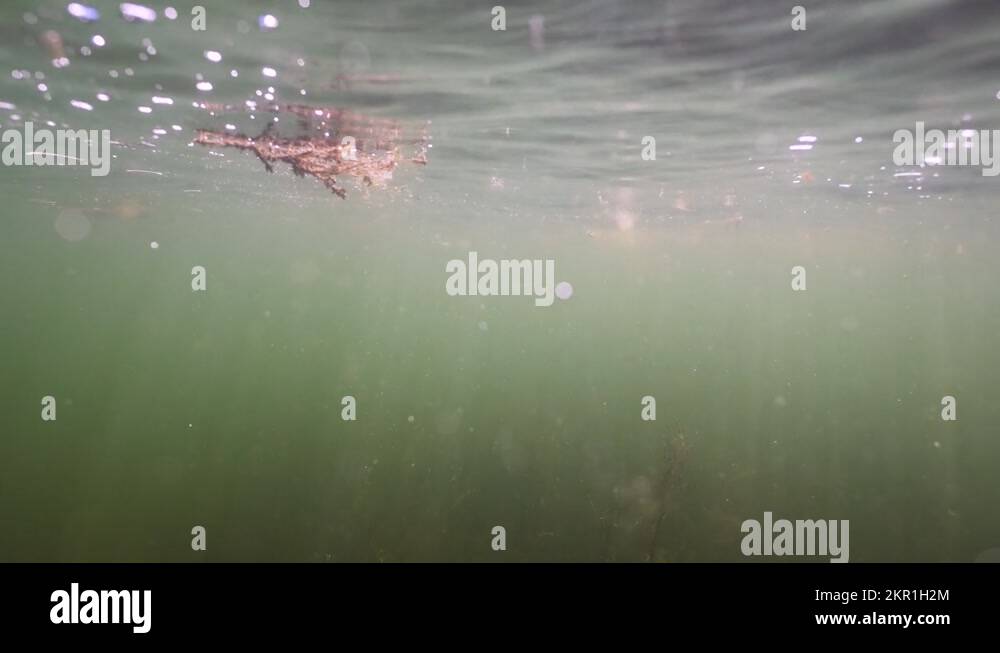 Algae ocean floating Stock Videos & Footage - HD and 4K Video Clips - Alamy
