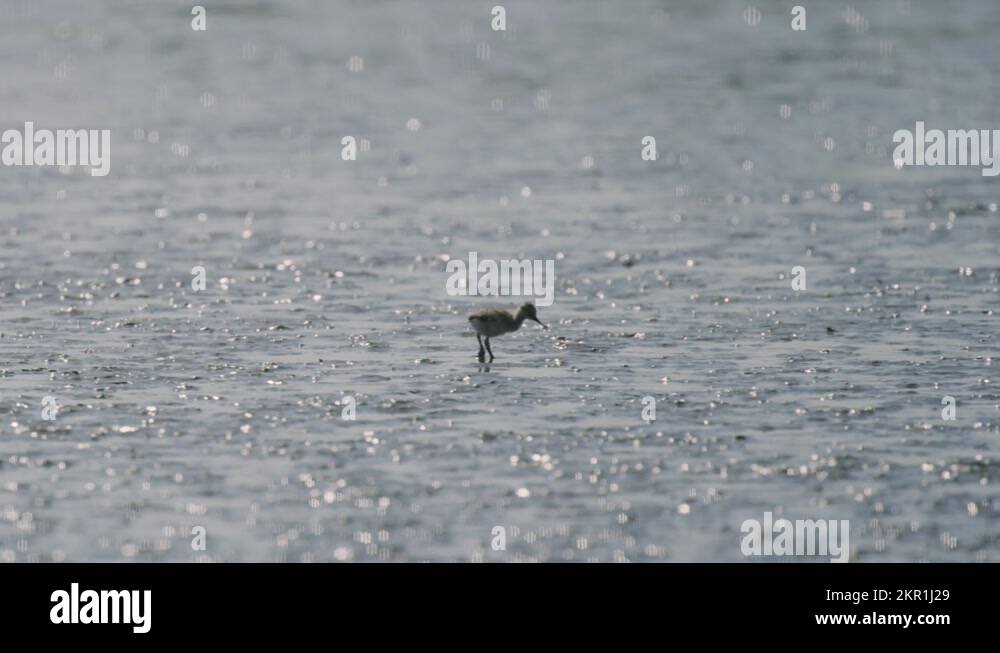 Baby bird in water Stock Videos & Footage - HD and 4K Video Clips - Alamy