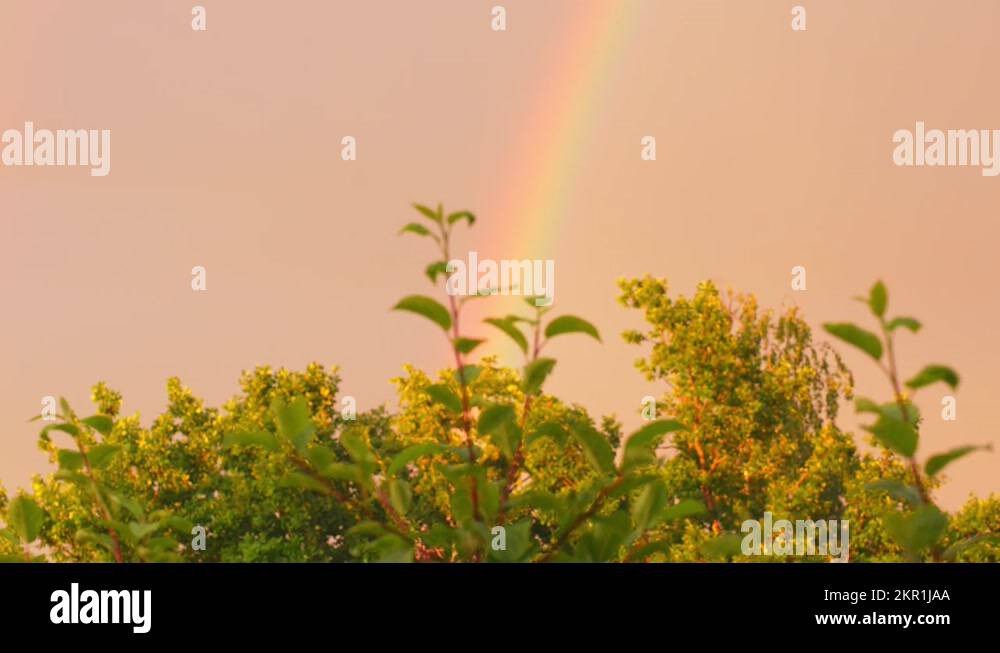 Botanical rainbow Stock Videos & Footage - HD and 4K Video Clips - Alamy