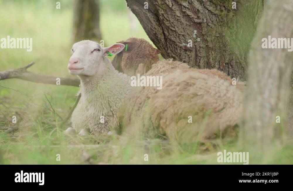 Anatomy of the domesticated animals Stock Videos & Footage - HD and 4K ...