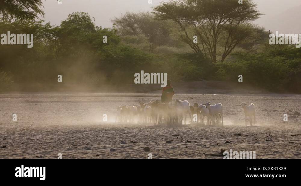 Climate change.drought.African boy herding goats dry river bed to water ...