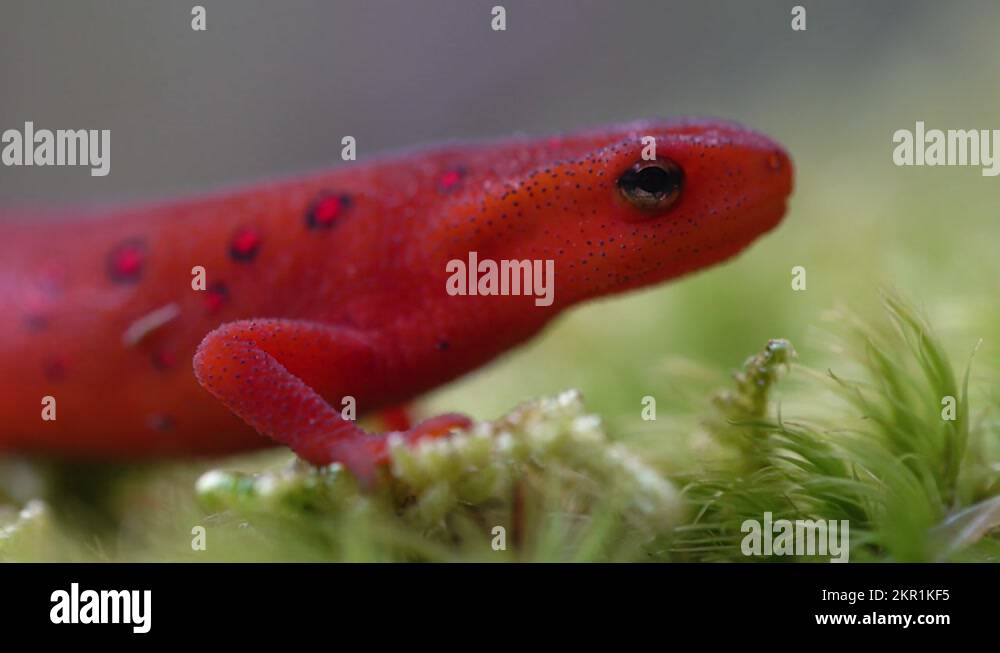Spotted newt Stock Videos & Footage - HD and 4K Video Clips - Alamy