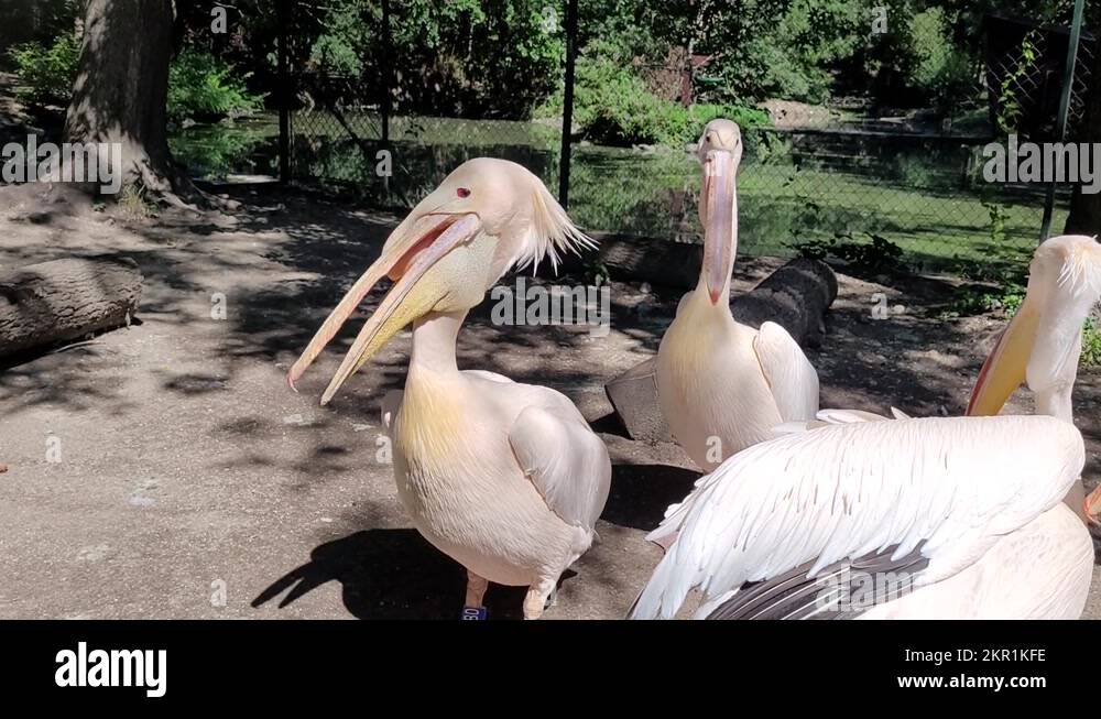 Balls on head during mating season of Great White Pelican and attacking ...