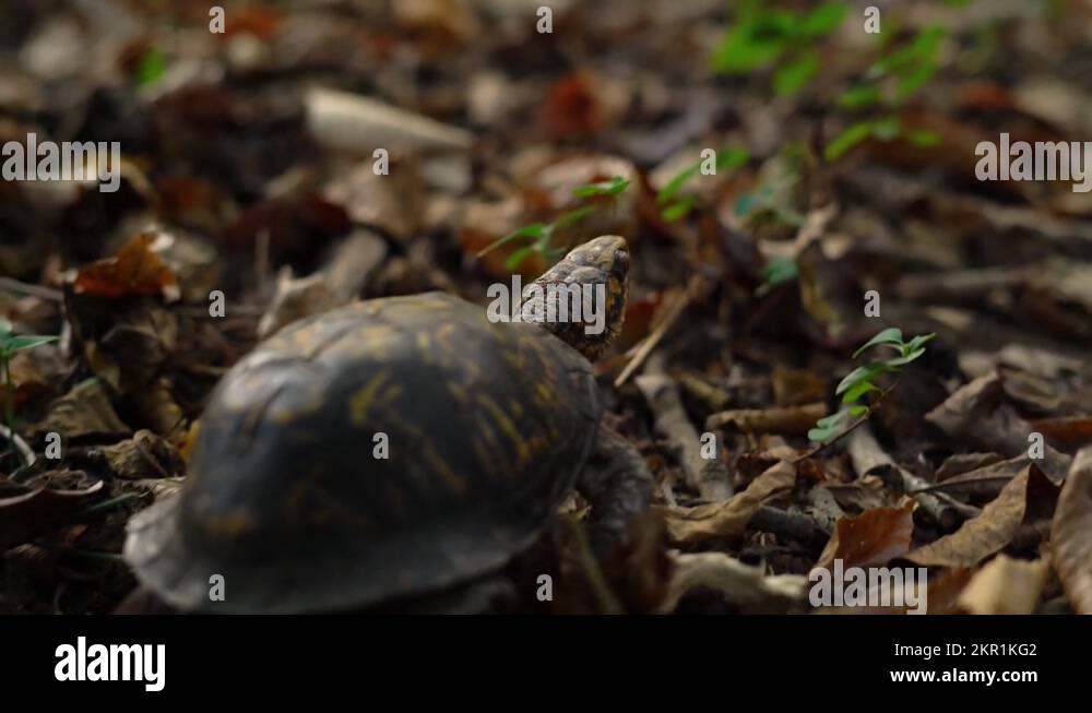 Forest box turtle Stock Videos & Footage - HD and 4K Video Clips - Alamy