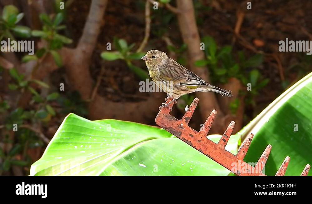 On garden rake Stock Videos & Footage - HD and 4K Video Clips - Alamy