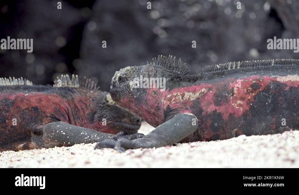 Punta suarez beach Stock Videos & Footage - HD and 4K Video Clips - Alamy