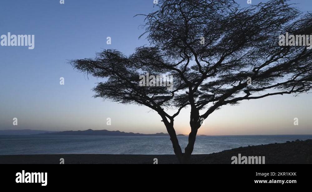 Climate change.drought.silhouette view of an Acacia tree.banks of lake ...