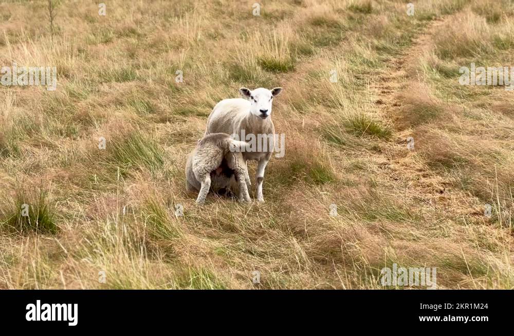 Cute baby lamb wagging tail while drinking milk from mother sheep in a ...