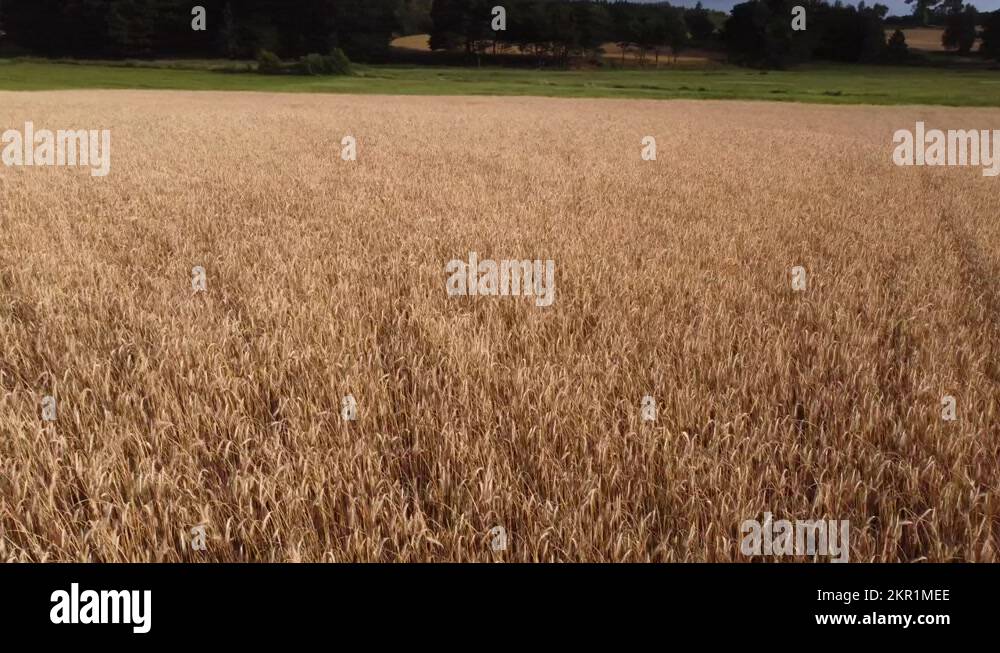 Field ukraine crops Stock Videos & Footage - HD and 4K Video Clips - Alamy