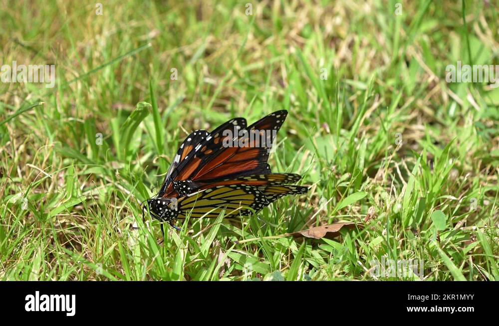 Monarch Butterflies Mating Stock Videos And Footage Hd And 4k Video