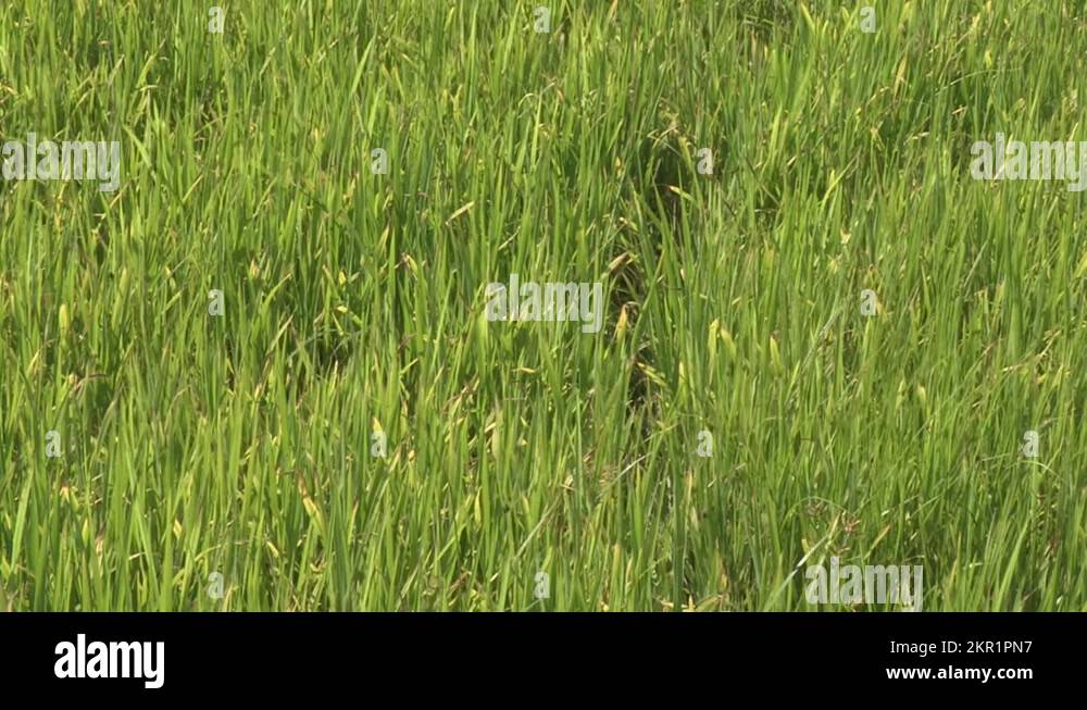 Rice seed growing Stock Videos & Footage - HD and 4K Video Clips - Alamy
