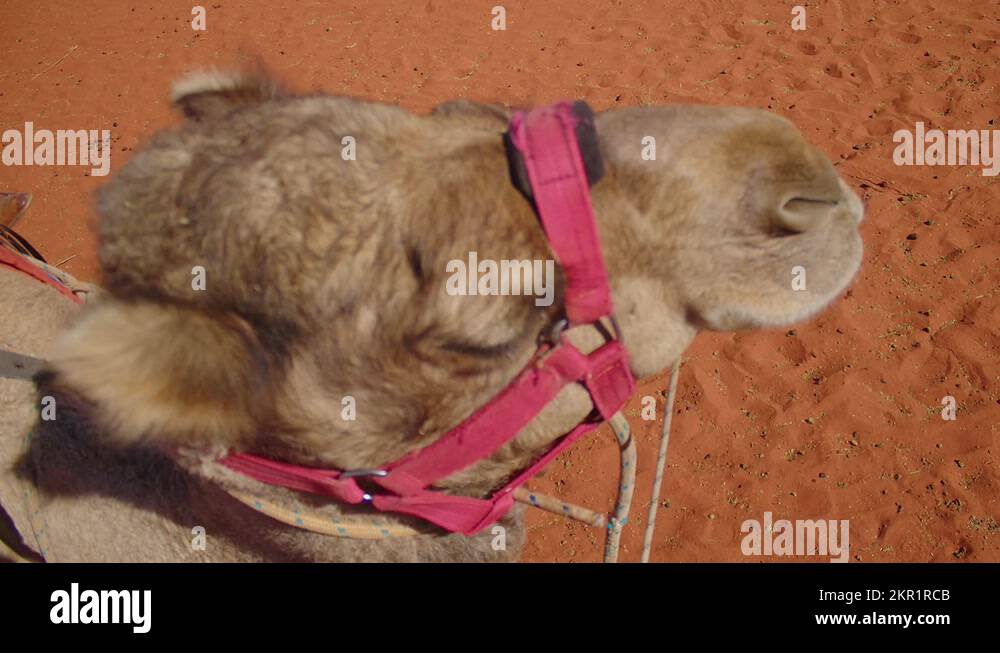 Camel with harness Stock Videos & Footage - HD and 4K Video Clips - Alamy