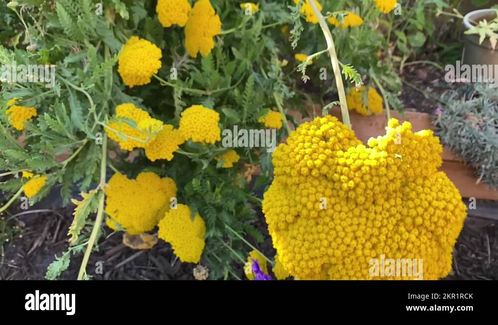 Achillea flower border Stock Videos & Footage - HD and 4K Video Clips ...