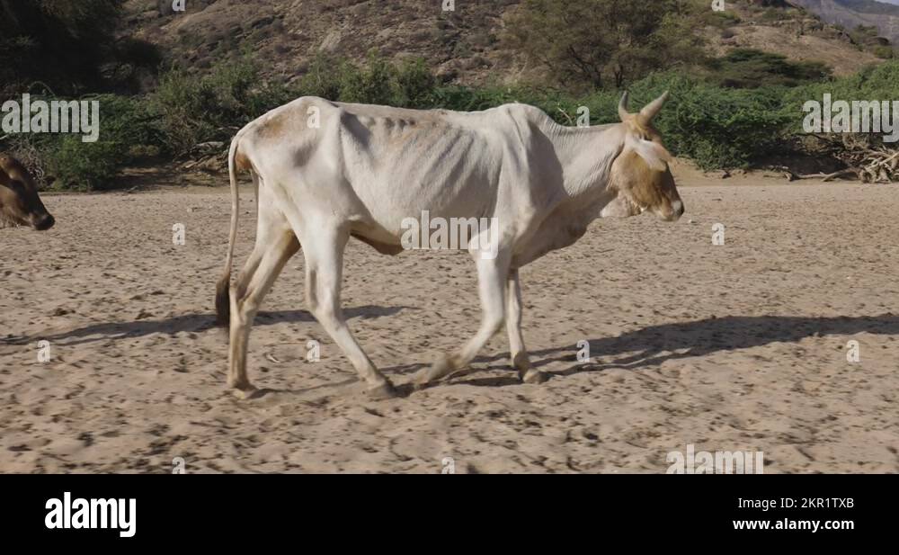Thin cow Stock Videos & Footage - HD and 4K Video Clips - Alamy