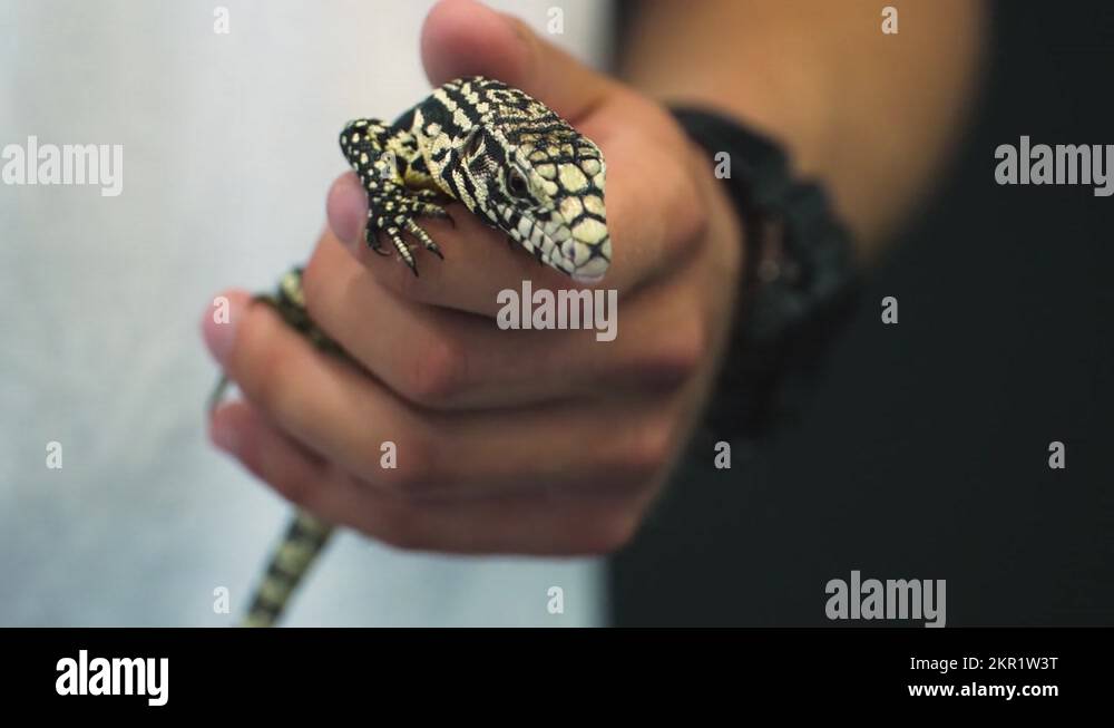 Exotic scales Stock Videos & Footage - HD and 4K Video Clips - Alamy