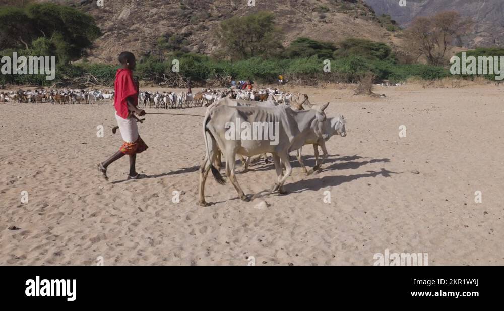 Climate change.drought.Close-up.African man herding thin cattle Stock ...