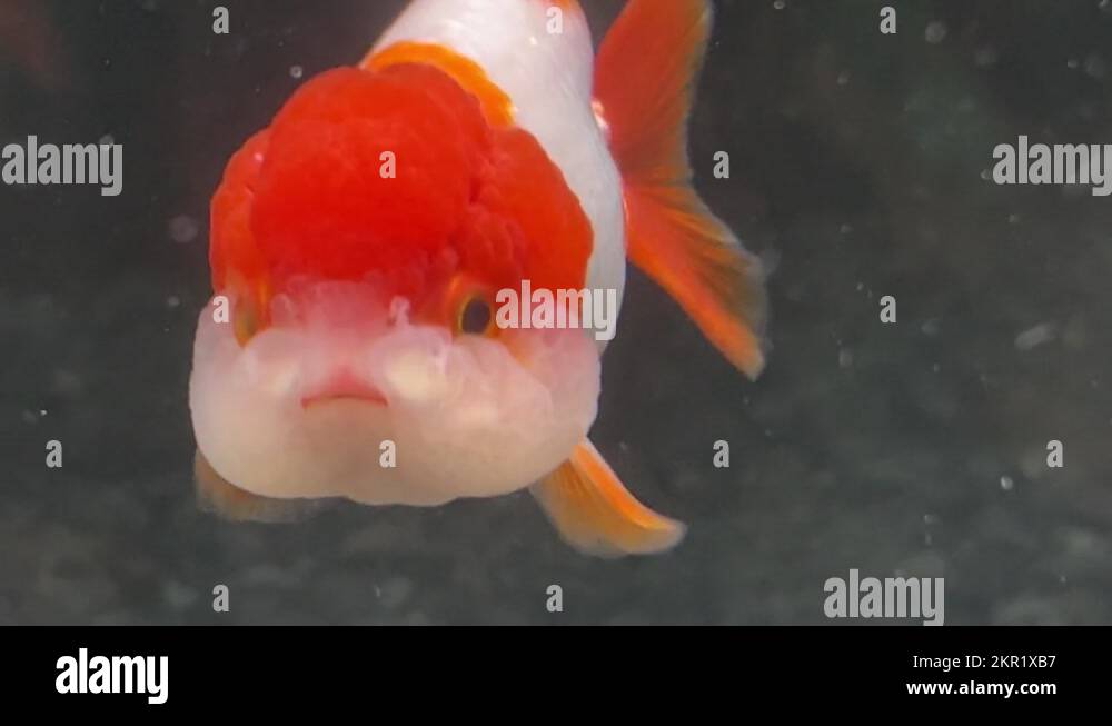 Goldfish carassius auratus auratus Stock Videos & Footage - HD and 4K ...