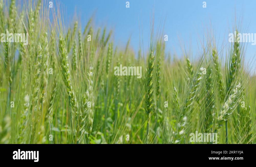 Green golden wheat waves sway in wind. Grain ripen in sun at ...