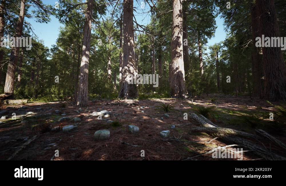 famous Sequoia park and giant sequoia tree at sunset Stock Video ...